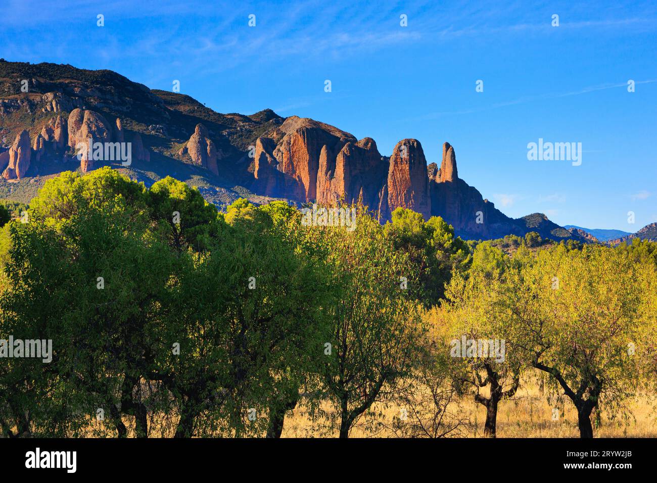 Climbing grove hi-res stock photography and images - Alamy