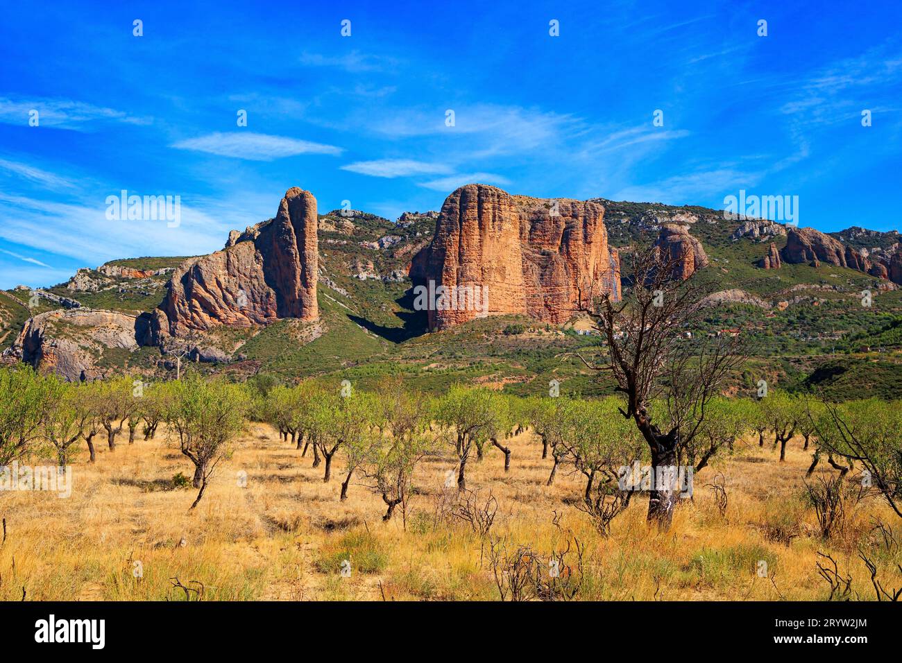 Olive grove hi-res stock photography and images - Alamy