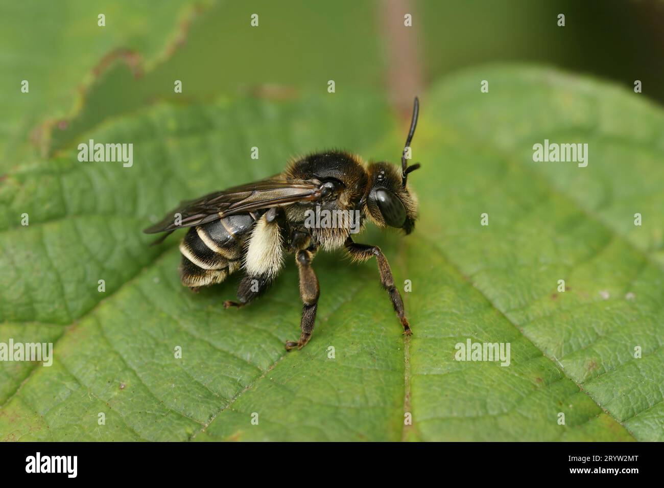Natural closeup on a female Yellow loosestrife bee, Macropis europaea ...