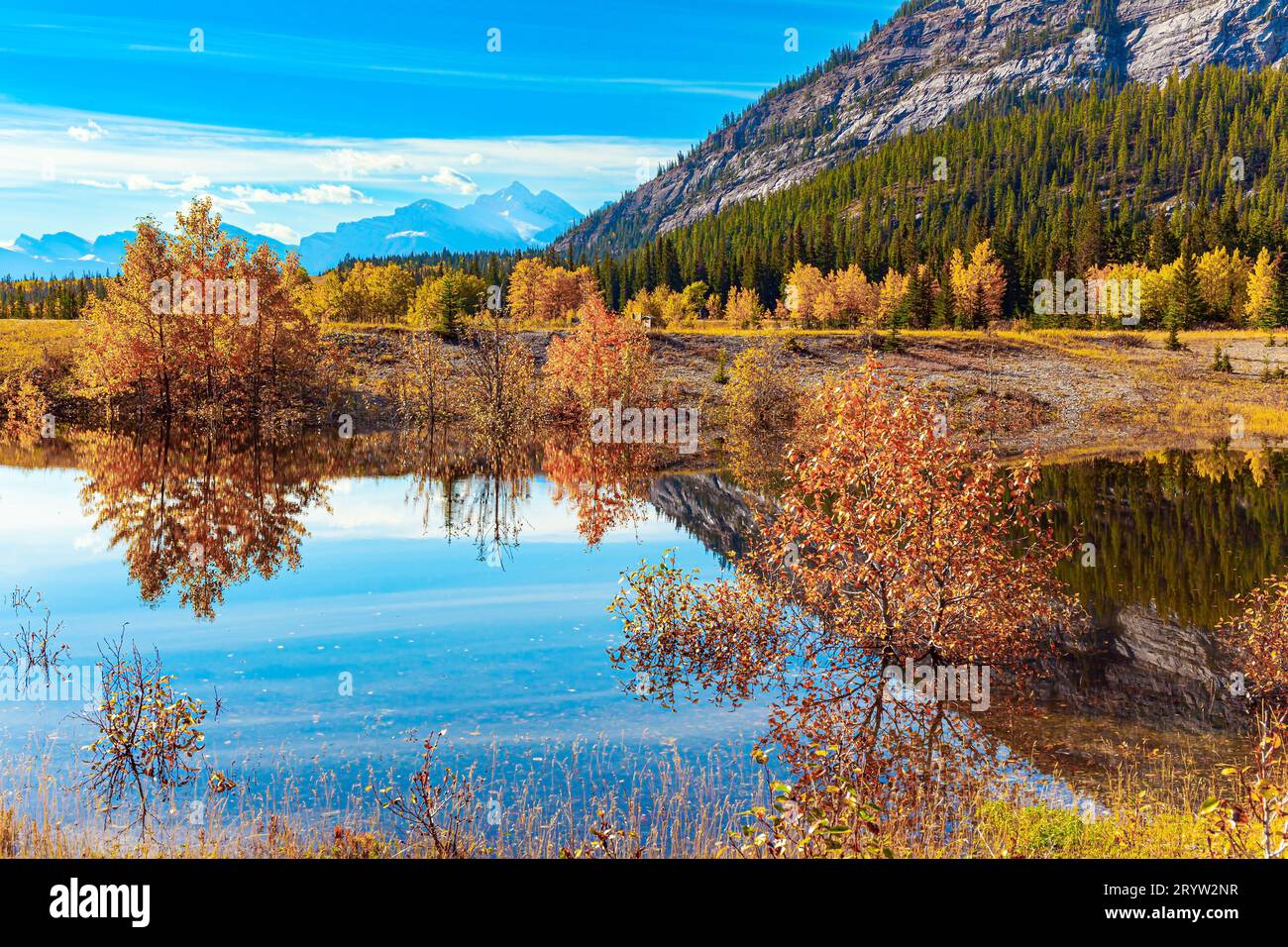Birch trees alberta canada hi-res stock photography and images - Alamy