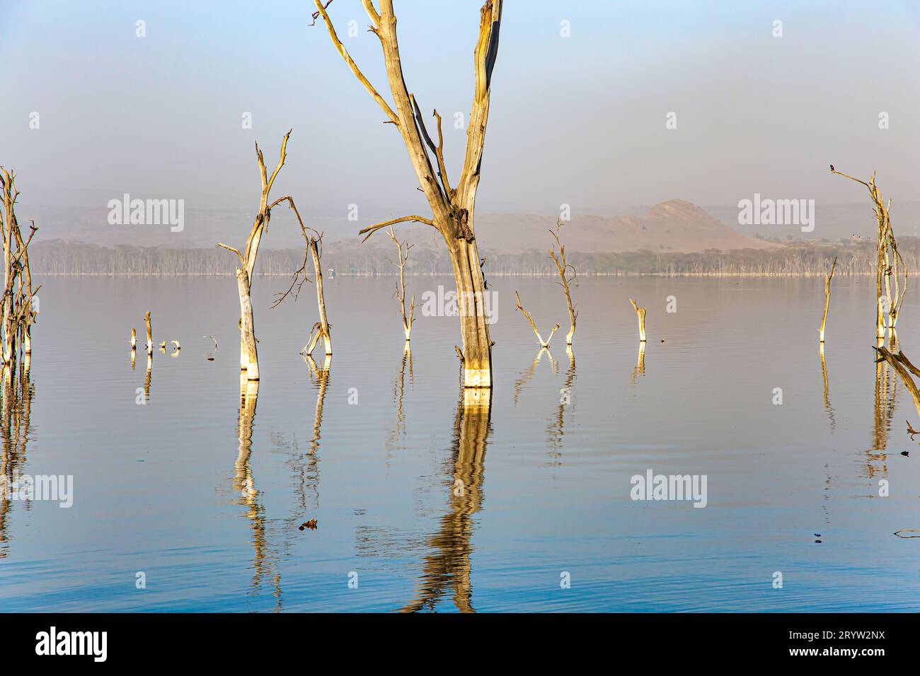 The half-flooded trees Stock Photo - Alamy