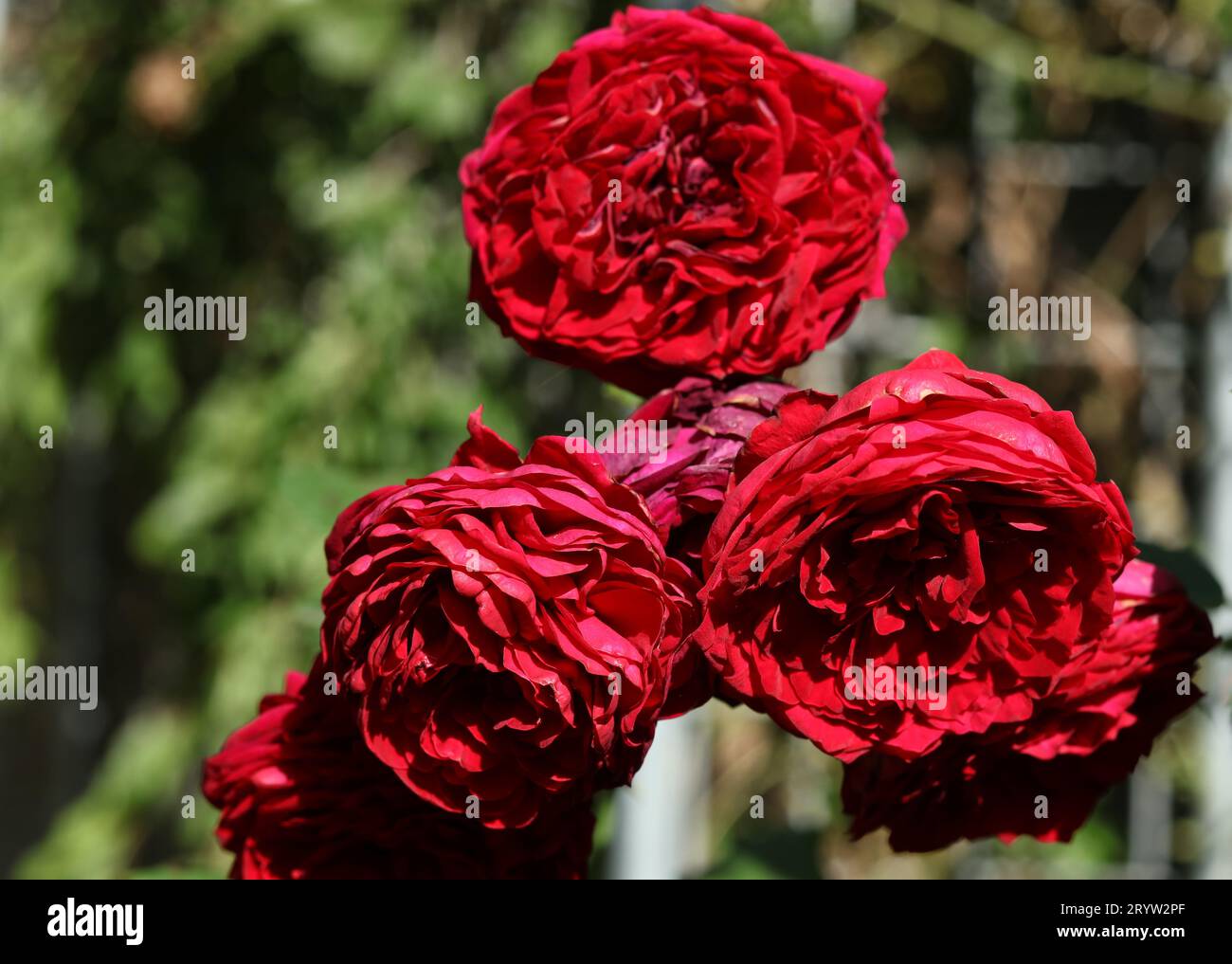 Romantic scene red roses bouquet hi-res stock photography and images ...