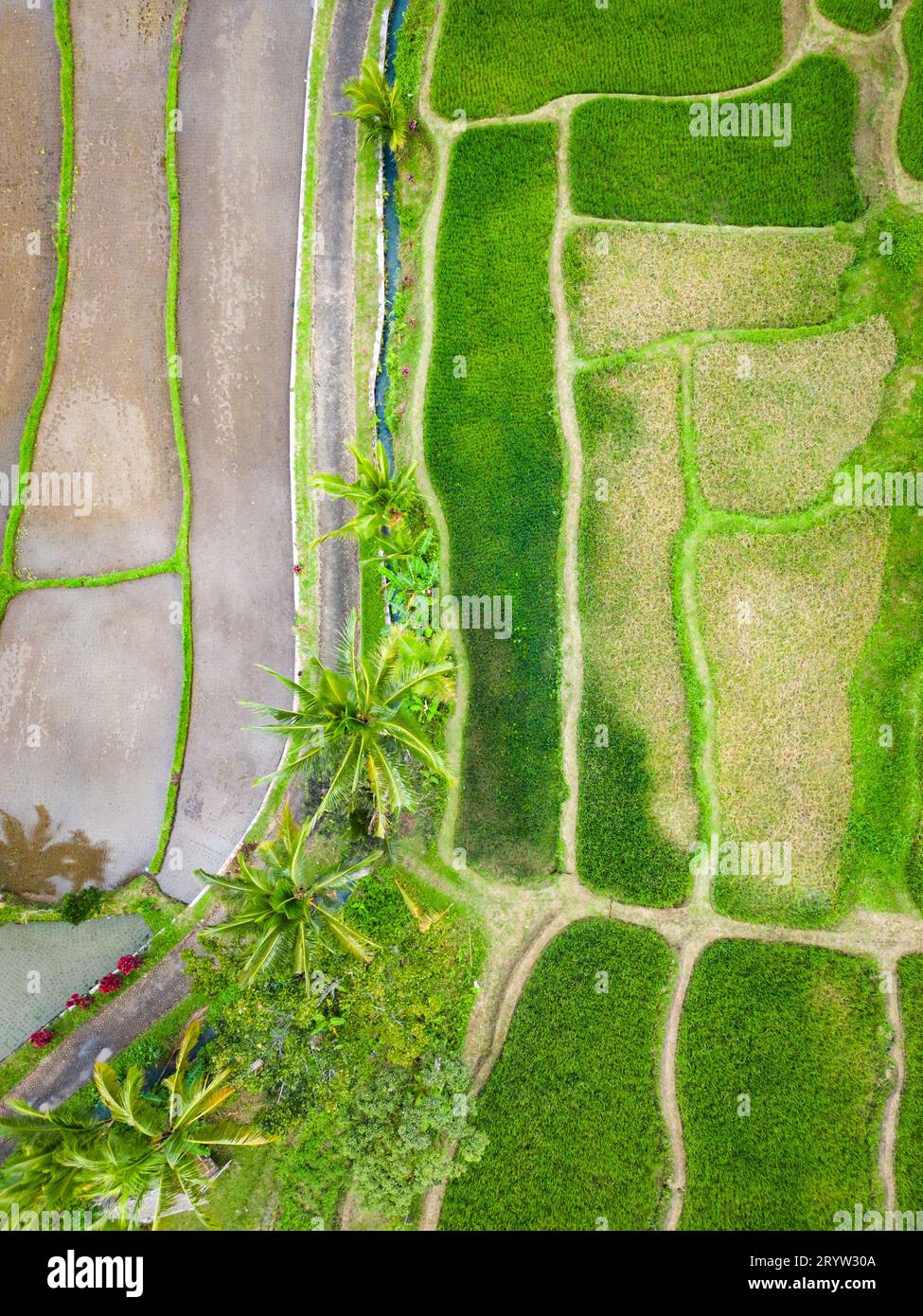 An aerial view of a vibrant rice field in East Java, Indonesia, South ...