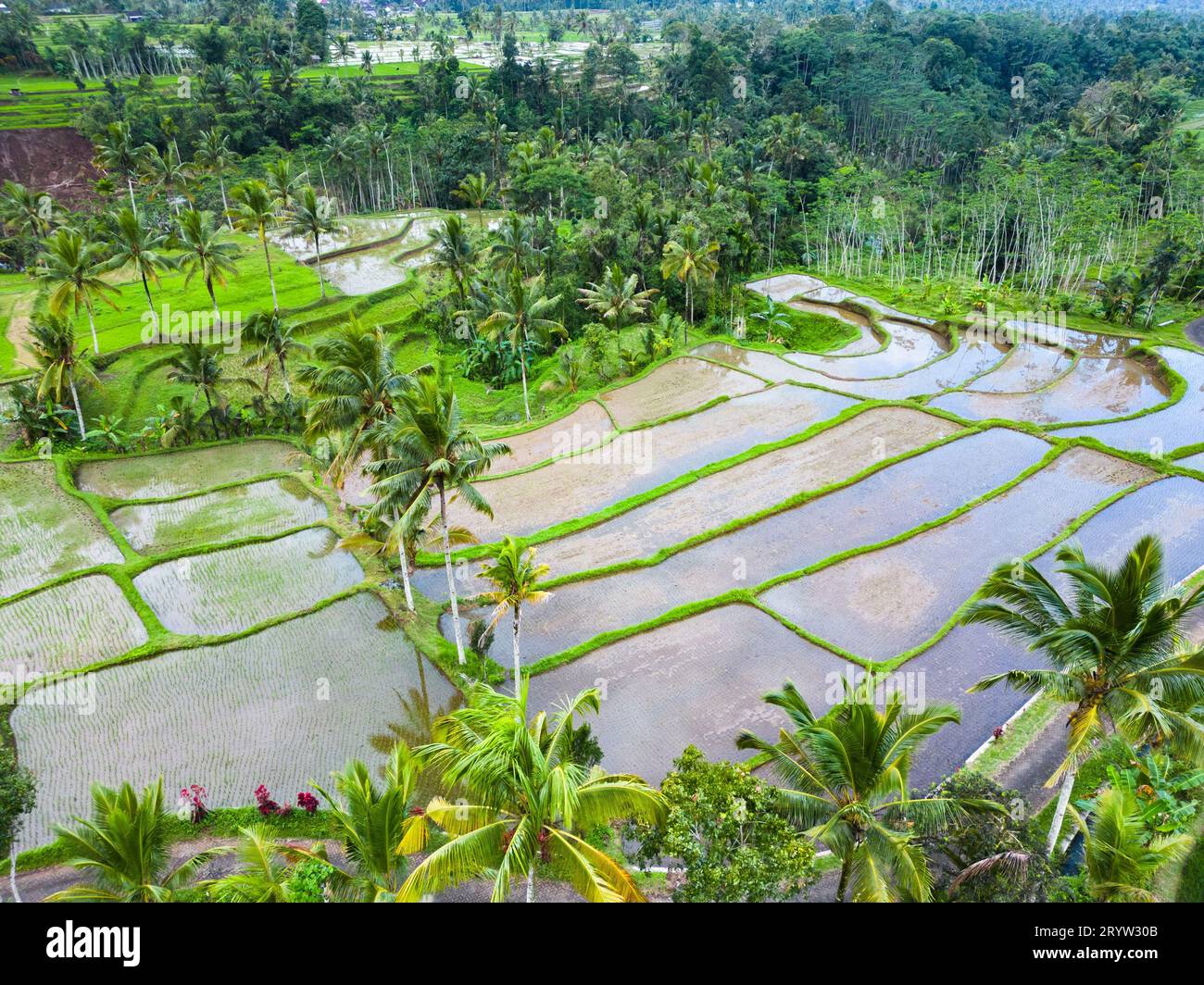 An aerial view of a vibrant rice field in East Java, Indonesia, South ...