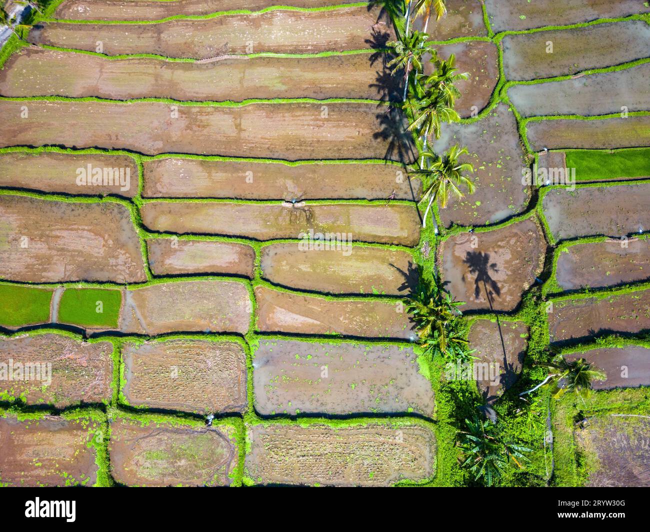An aerial view of a vibrant rice field in East Java, Indonesia, South ...