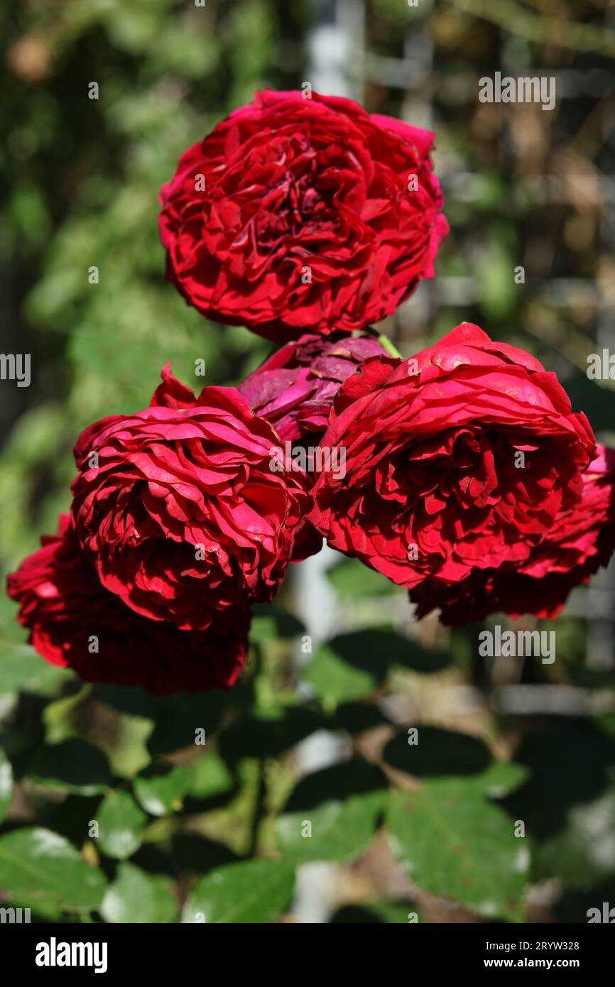 Romantic scene red roses bouquet hi-res stock photography and images ...
