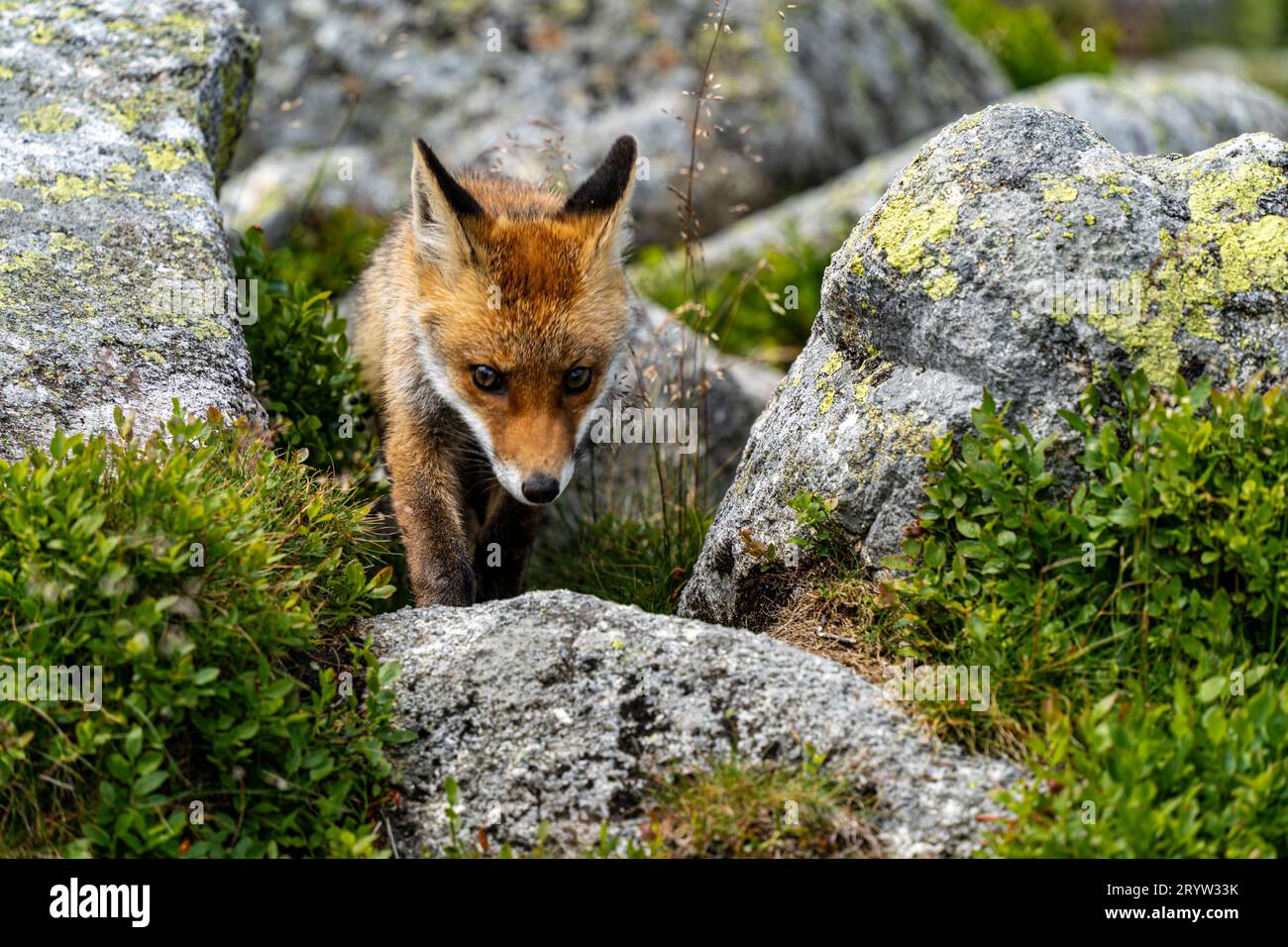 A curious fox atop a rocky outcrop in a mountainous landscape Stock ...