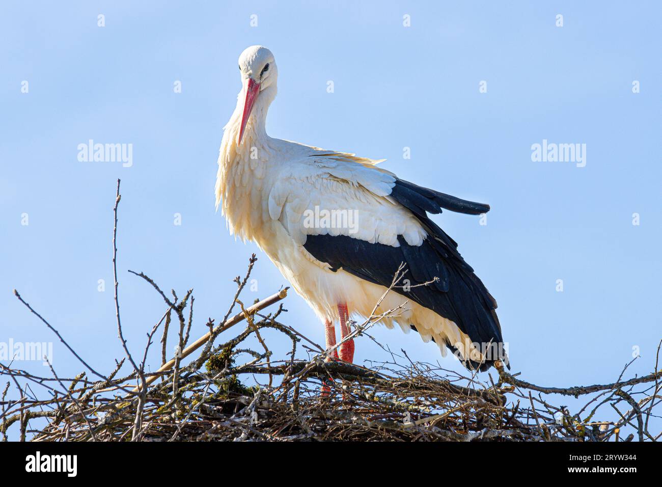 A white stork (Ciconia ciconia) standing atop a pile of dry twigs ...