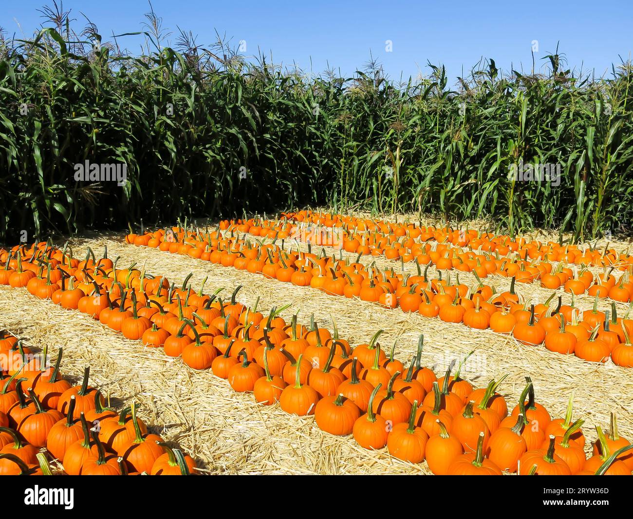 Sugar Baby Pumpkins in Rows Surrounded by Corn Stalks Stock Photo - Alamy