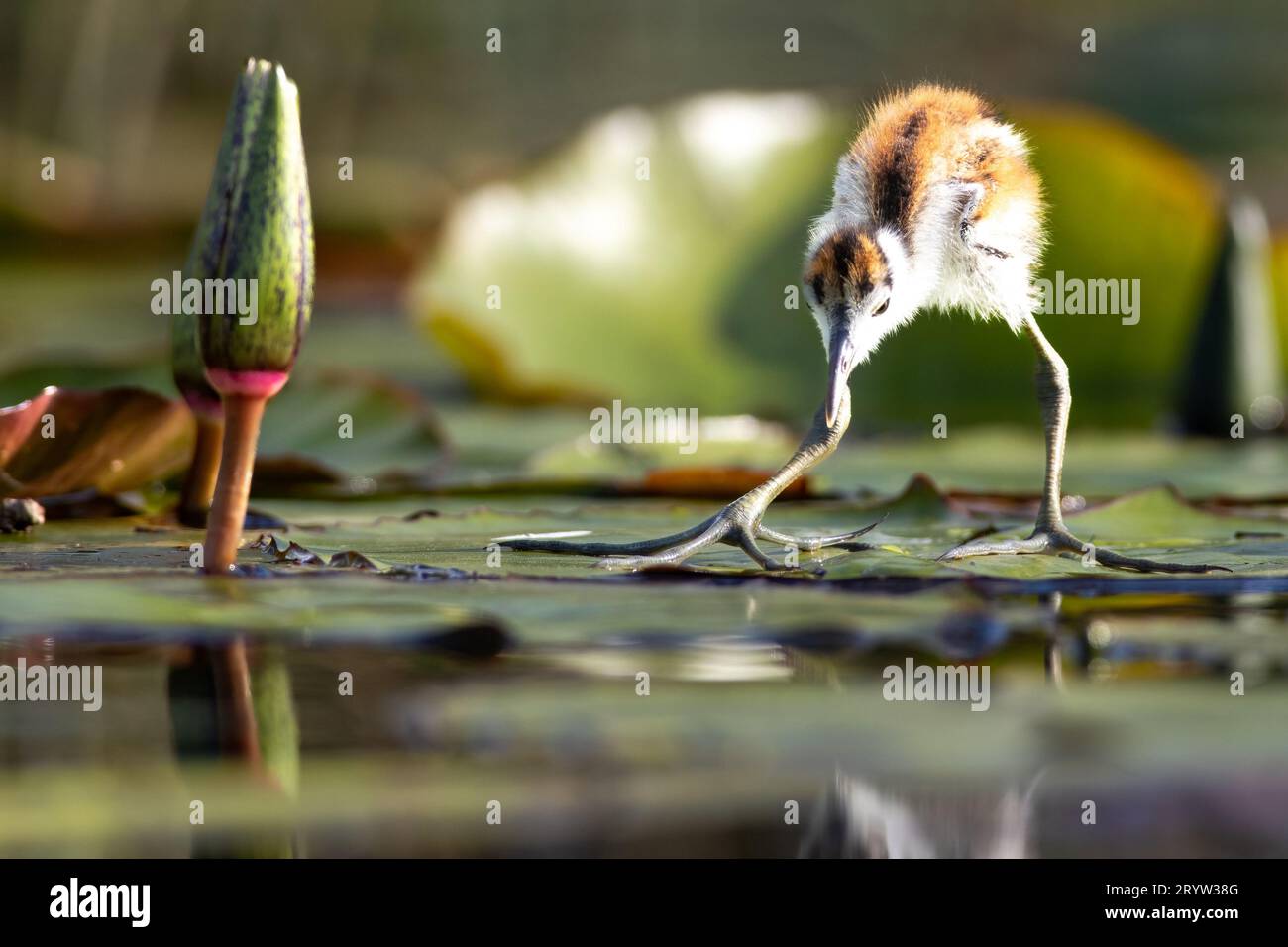 A juvenile African Jacana bird perched atop a floating lily pad in a ...