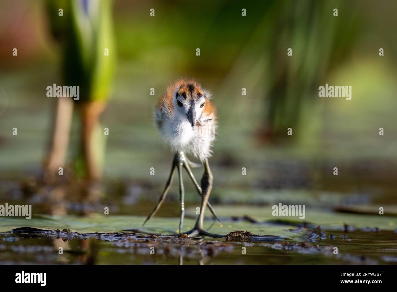 A juvenile African Jacana bird perched atop a floating lily pad in a ...