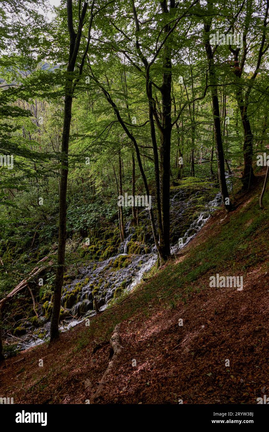 A lush, green forest surrounding a waterfall cascading down a rocky ...