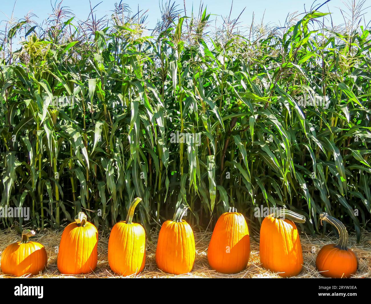 Front view on display hi-res stock photography and images - Alamy