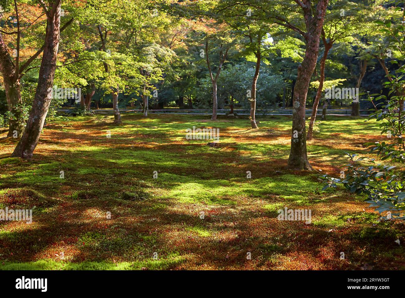 Maple trees in the park covered with moss (dobashi) in Rokuon-ji ...