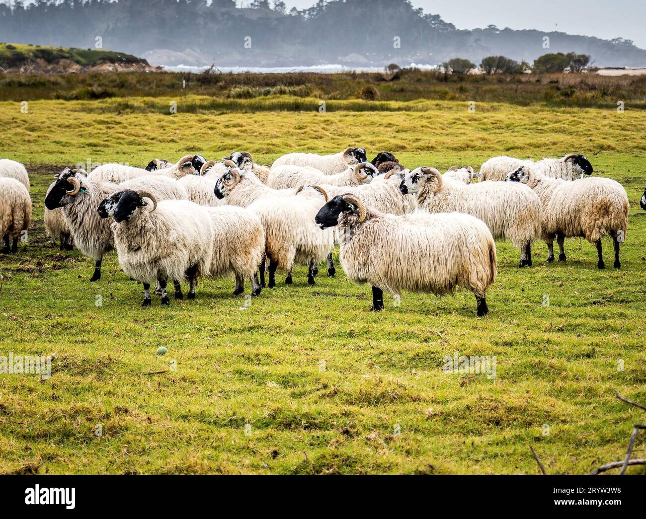 A large flock of sheep leisurely grazing in a sun-soaked, verdant ...