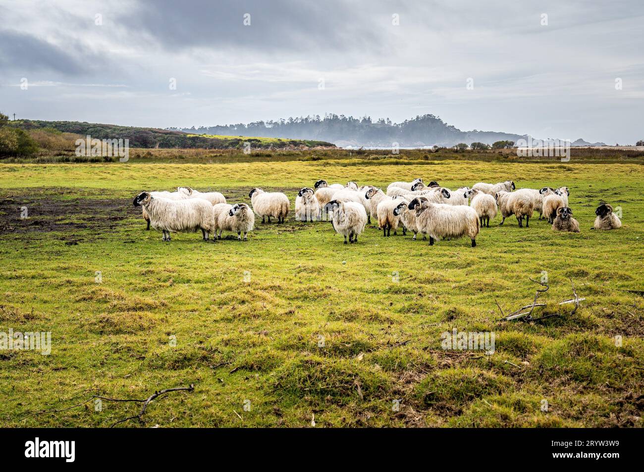 A large flock of sheep leisurely grazing in a sun-soaked, verdant meadow, surrounded by tall ...