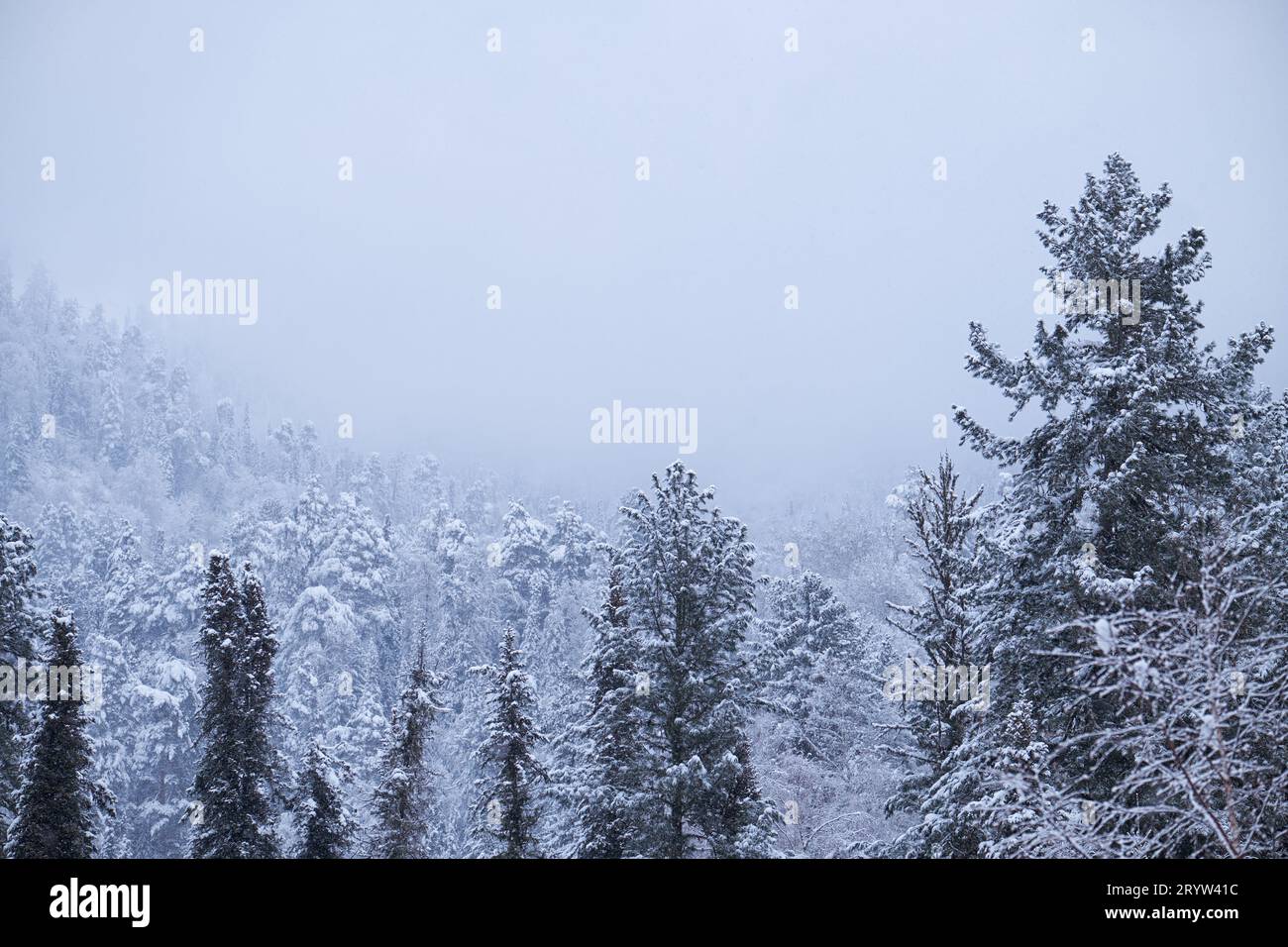 Winter taiga forest under heavy snow on the bank of Teletskoe lake ...