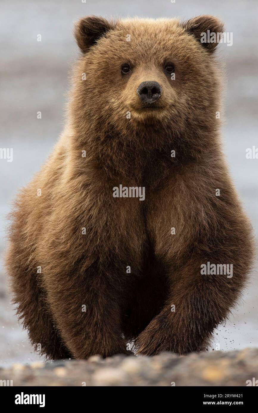 An imposing brown bear on a rocky beach, overlooking a tranquil body of ...