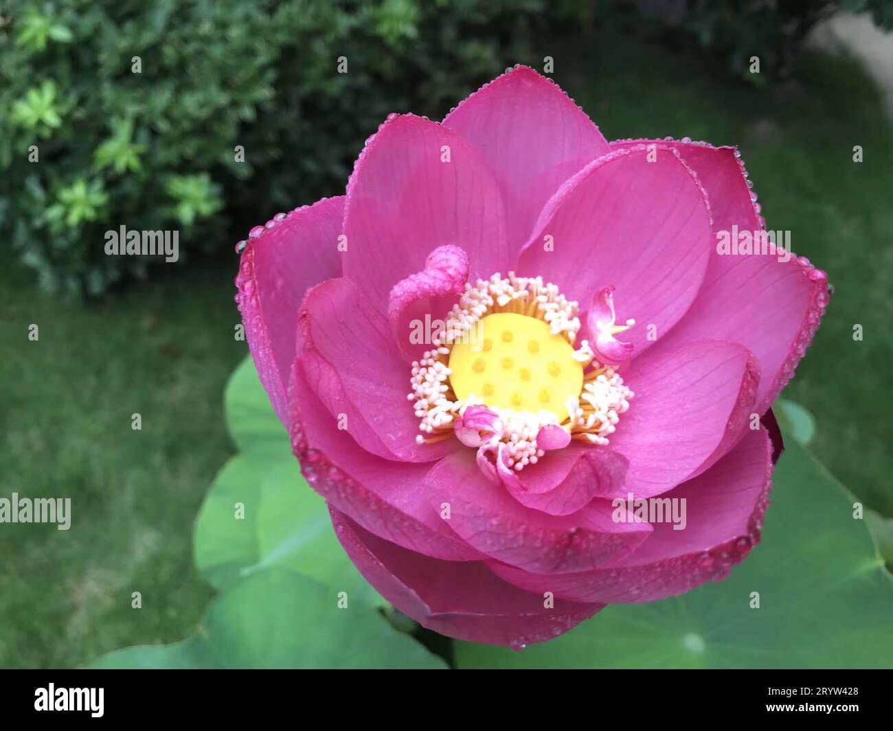 A close-up of a pink Nut-bearing lotus (Nelumbo nucifera Stock Photo ...