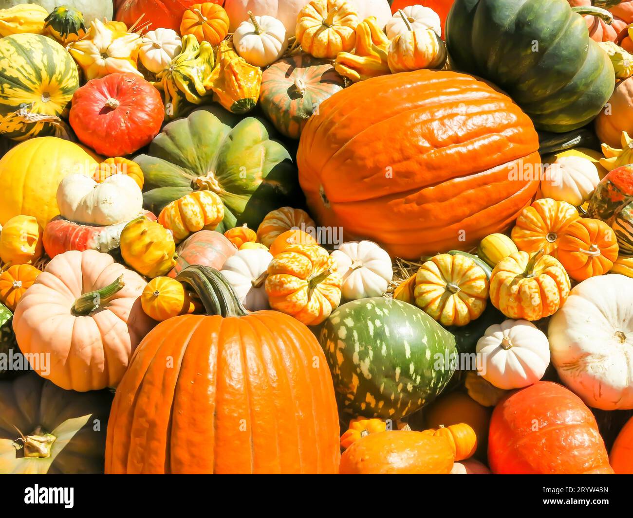 Variety of pumpkins hi-res stock photography and images - Alamy