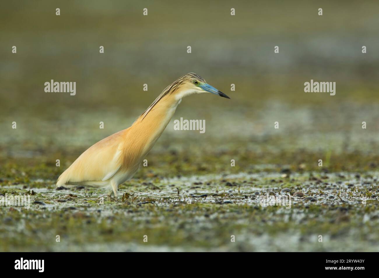 Squacco heron (Ardeola ralloides) standing among vegetation while hunting in the Danube delta ...
