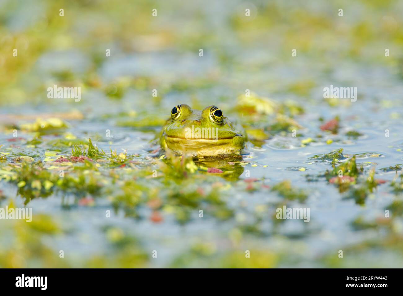 Marsh frog (Pelophylax ridibundus) (formerly Rana ridibunda) viewed in ...