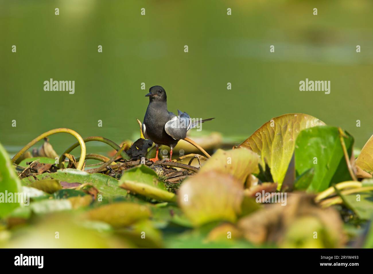 Egg lagoon hi-res stock photography and images - Alamy