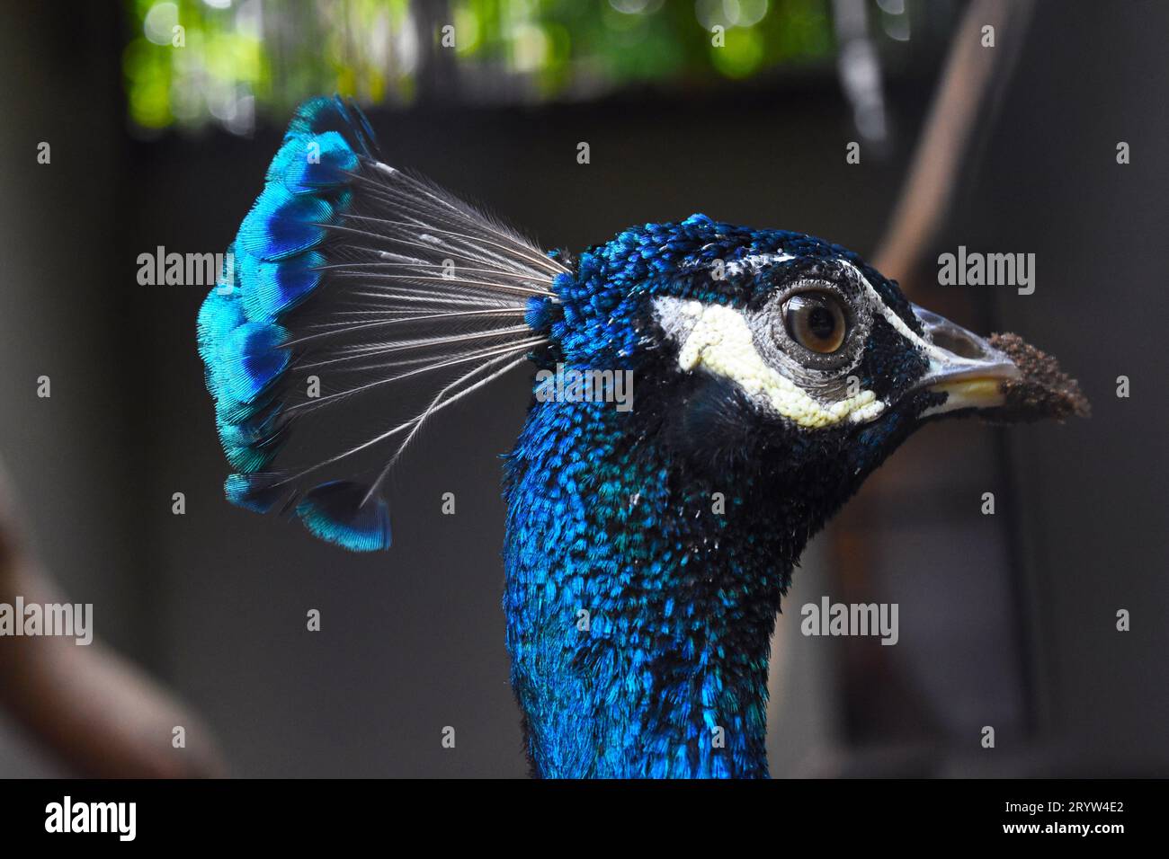 A close-up of a peacock with a striking blue tail feather balanced atop ...