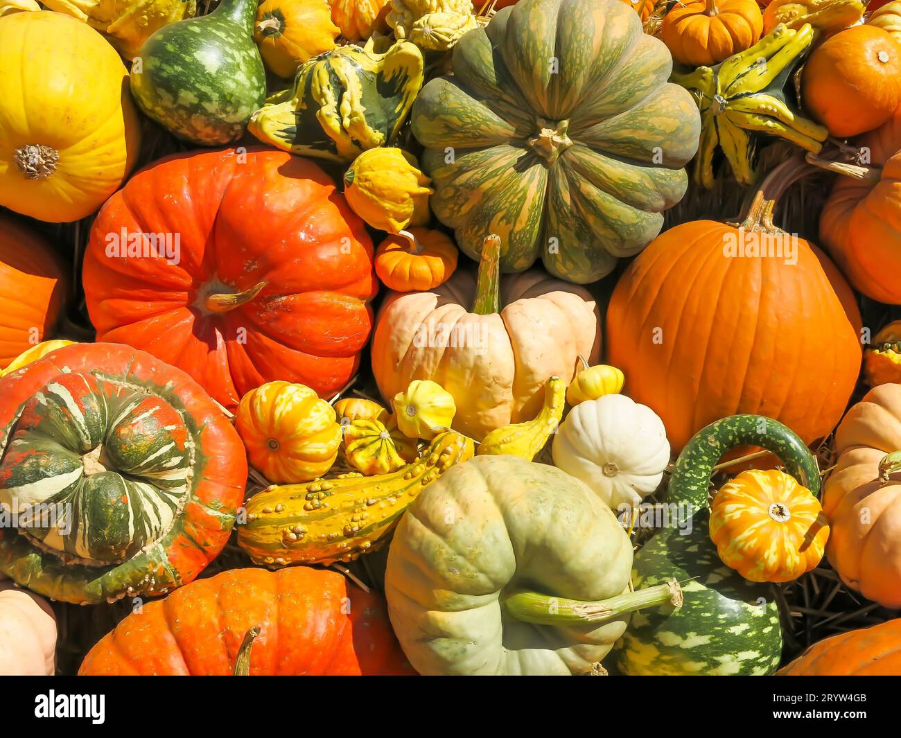 Close up assortment pumpkins hi-res stock photography and images - Alamy