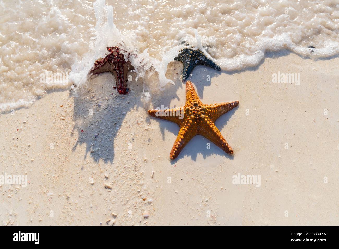 Three starfish on shore at beautiful beach on sunny day, starfish ...