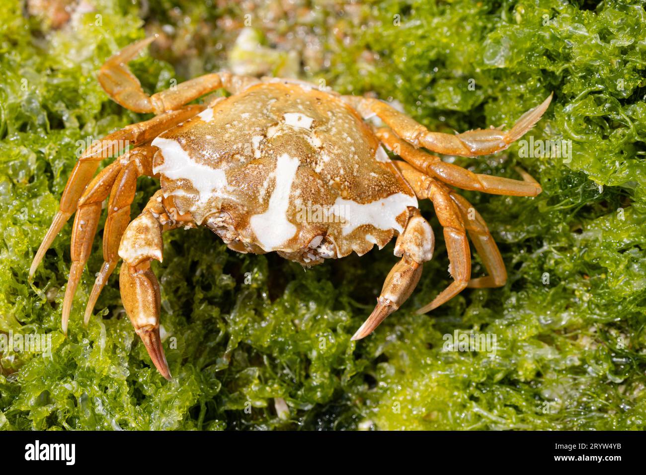 Close up sea creature hi-res stock photography and images - Alamy
