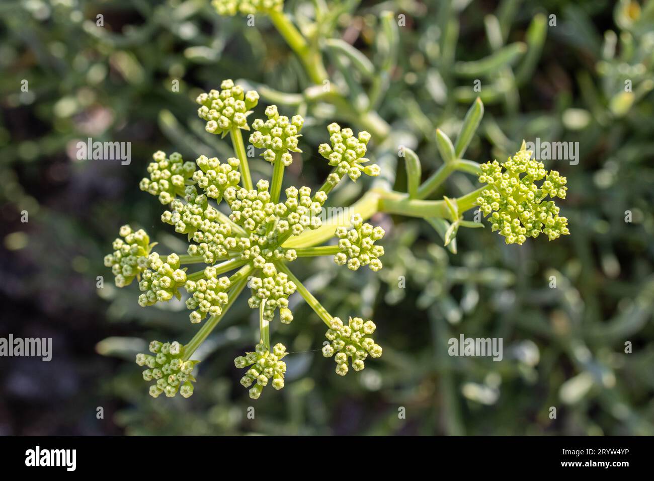 Sea fennel growing on wild beach. Crithmum maritimum Stock Photo - Alamy