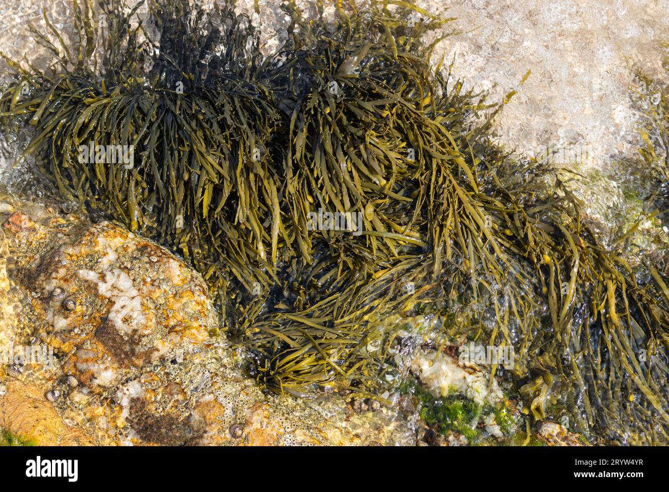 Seaweed natural hi-res stock photography and images - Alamy