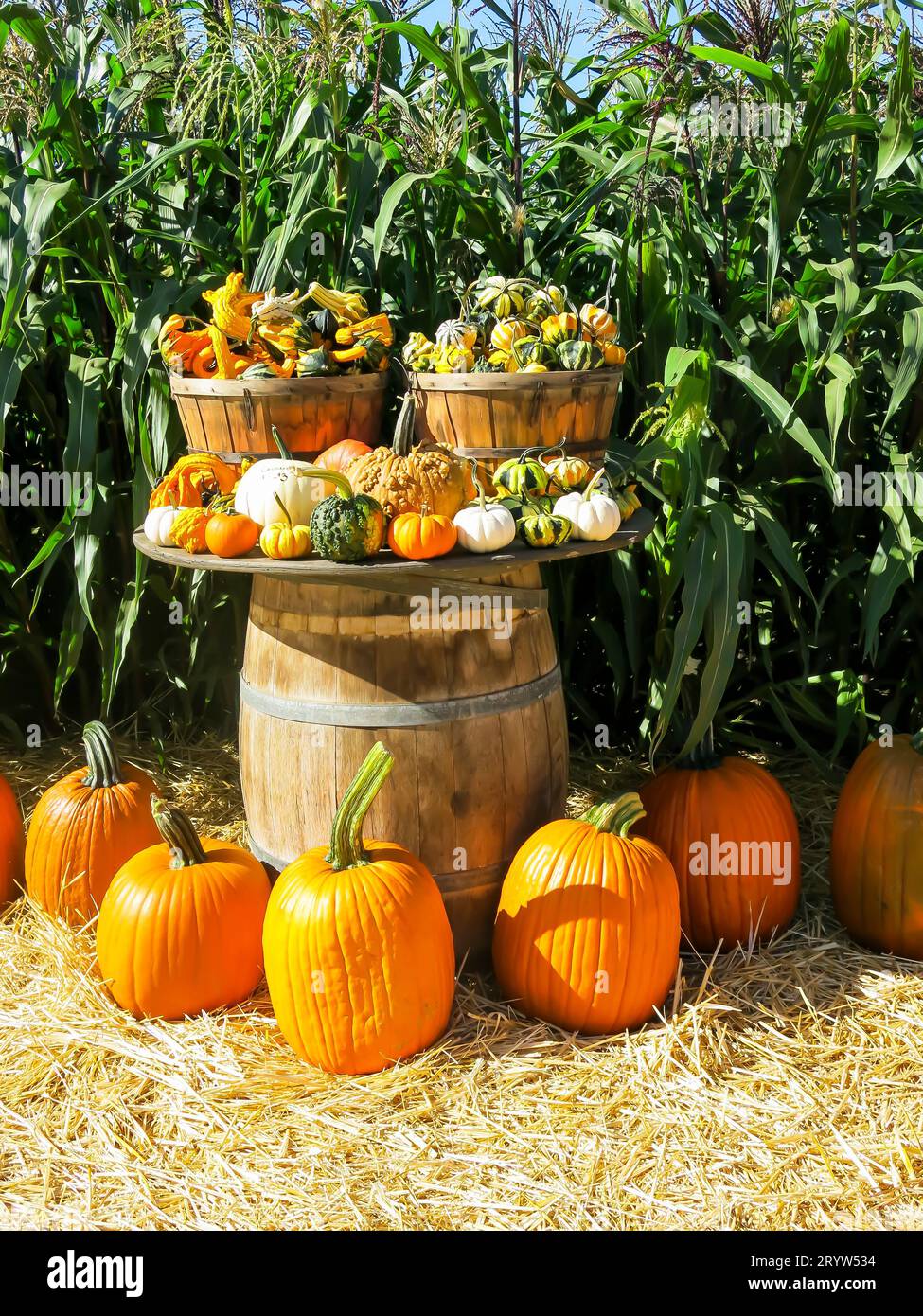 Pumpkins on Display at Pumpkin Patch Stock Photo - Alamy