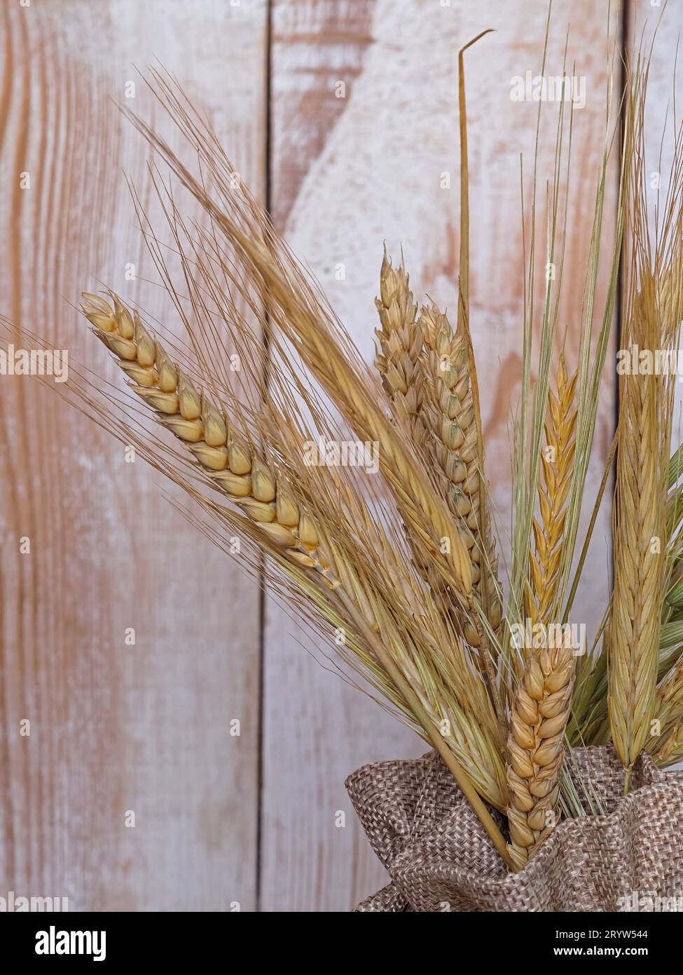 ears of grain sticking out of a linen bag, a symbol of fertility and ...