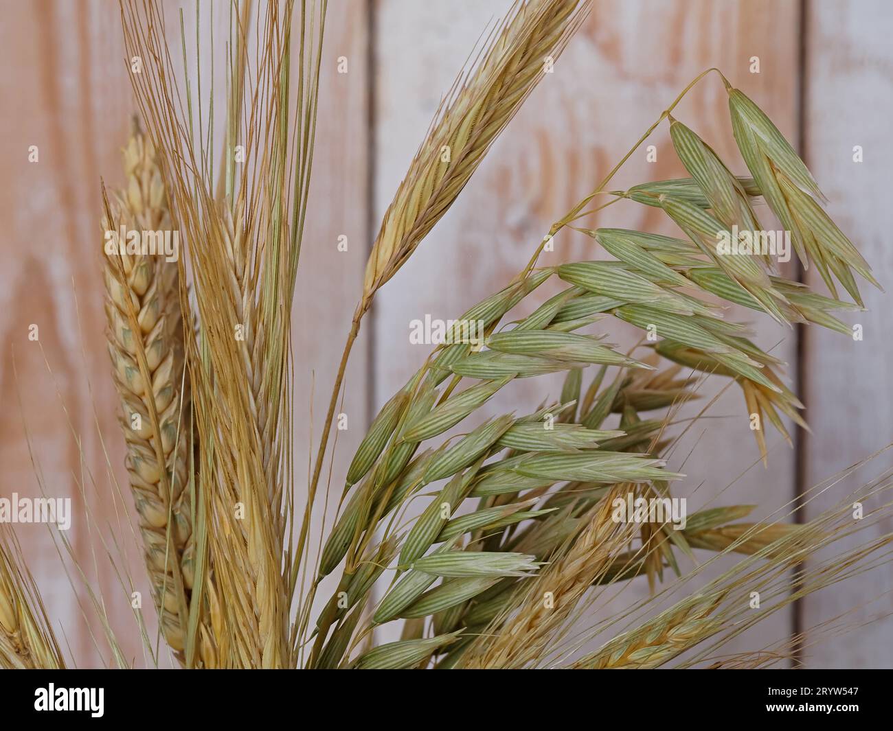 ears of grain sticking out of a linen bag, a symbol of fertility and ...