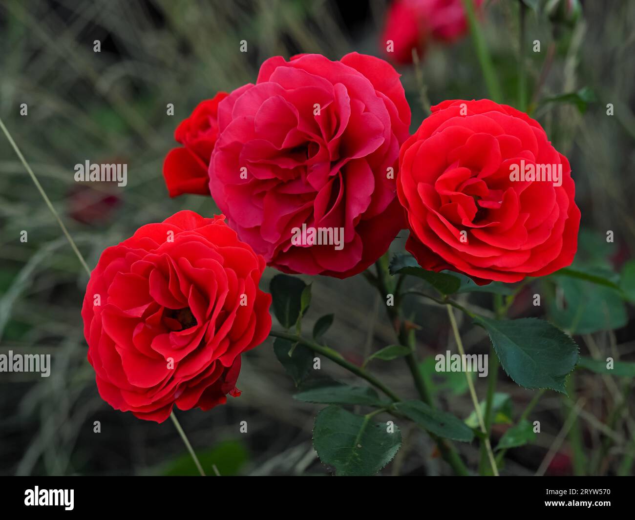 red roses in the natural environment, in full bloom at close range ...