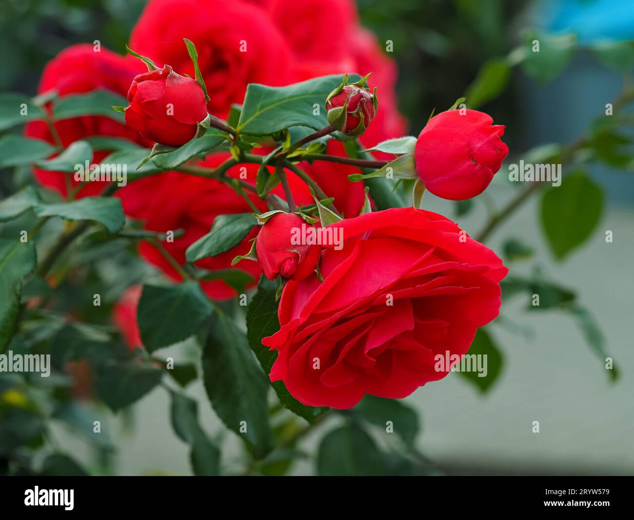 red roses in the natural environment, in full bloom at close range ...