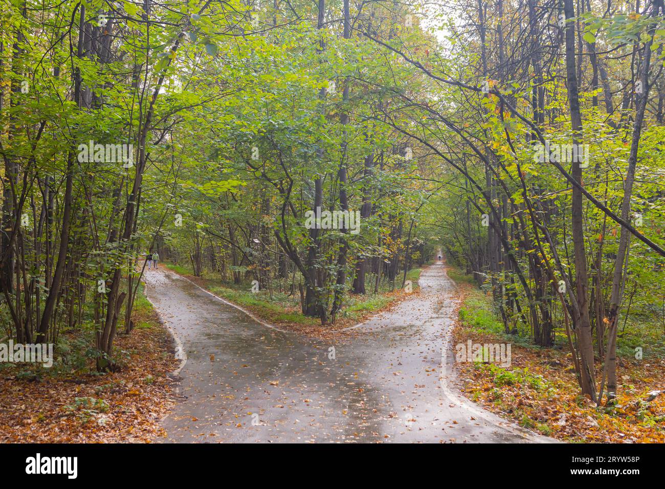 Asphalt roads in forest hi-res stock photography and images - Alamy