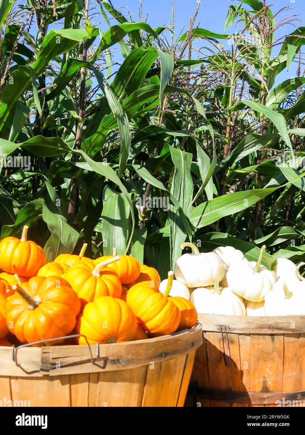 Pumpkins on Display at Pumpkin Patch Stock Photo - Alamy