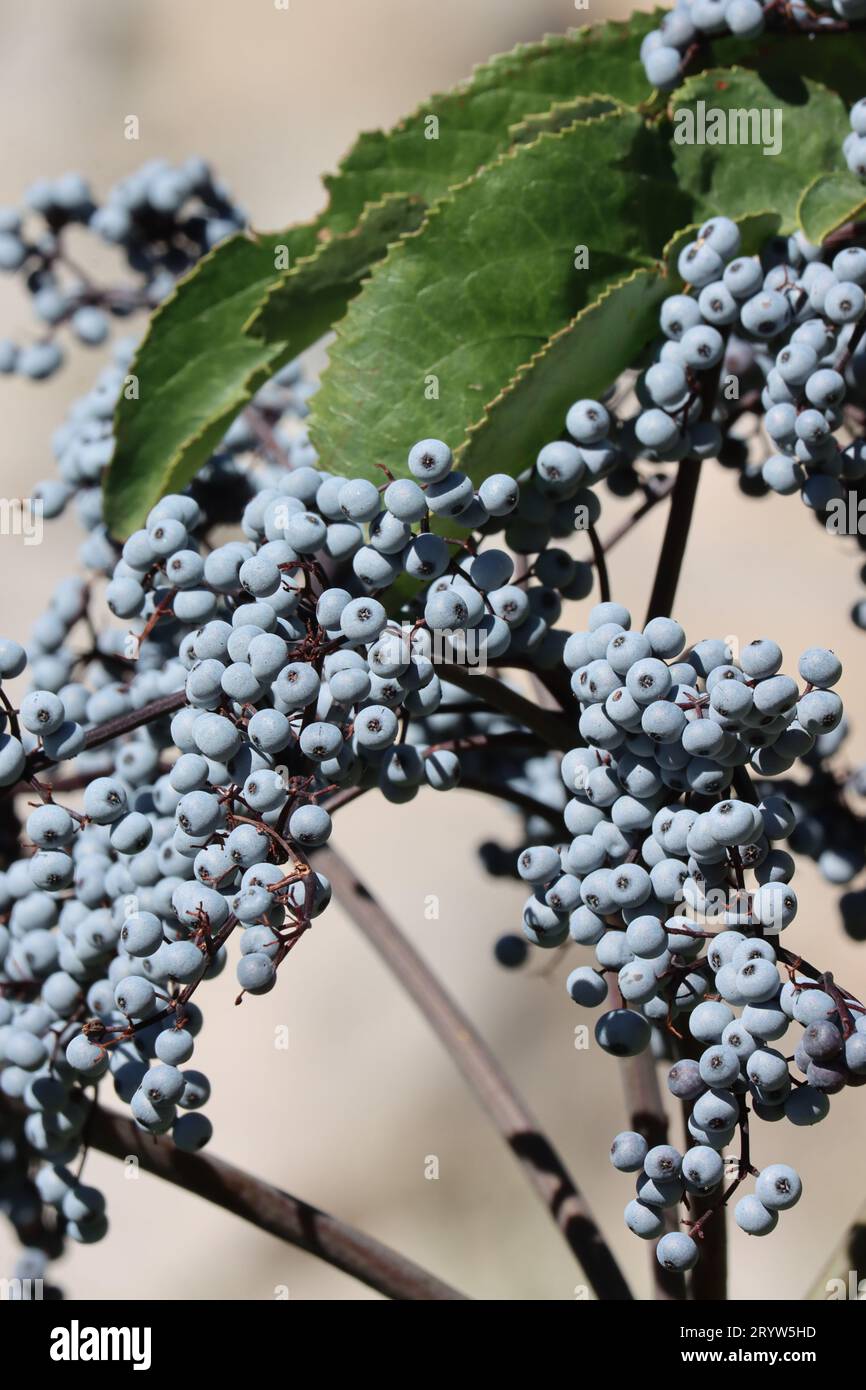 Mexican Elderberry, Sambucus Mexicana, a native shrub displaying mature ...