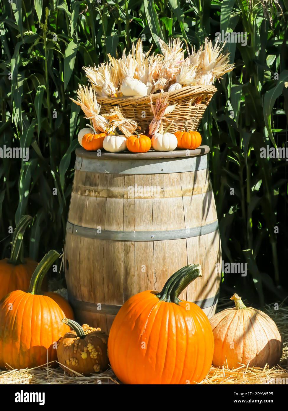 Pumpkins on Display at Pumpkin Patch Stock Photo - Alamy