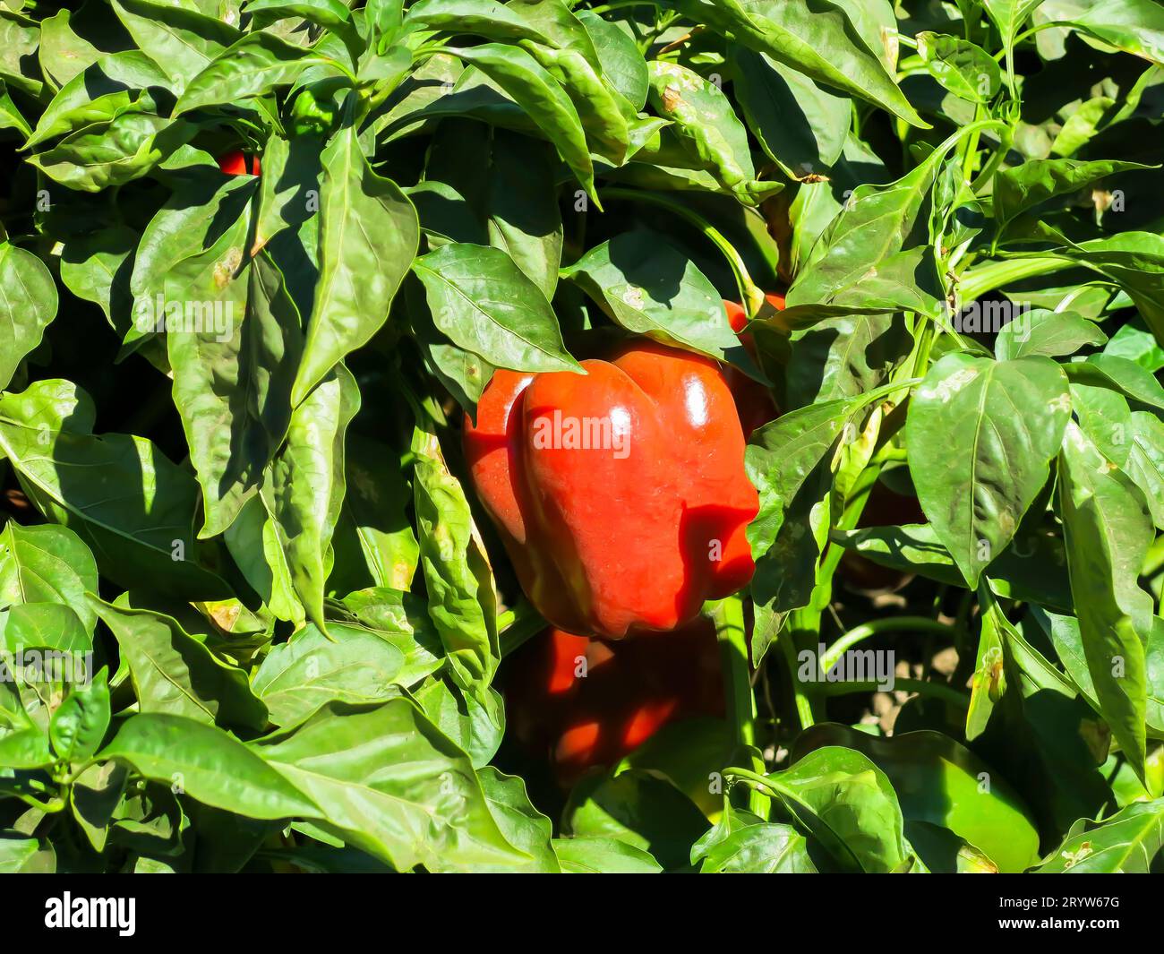 Multiple peppers hi-res stock photography and images - Alamy