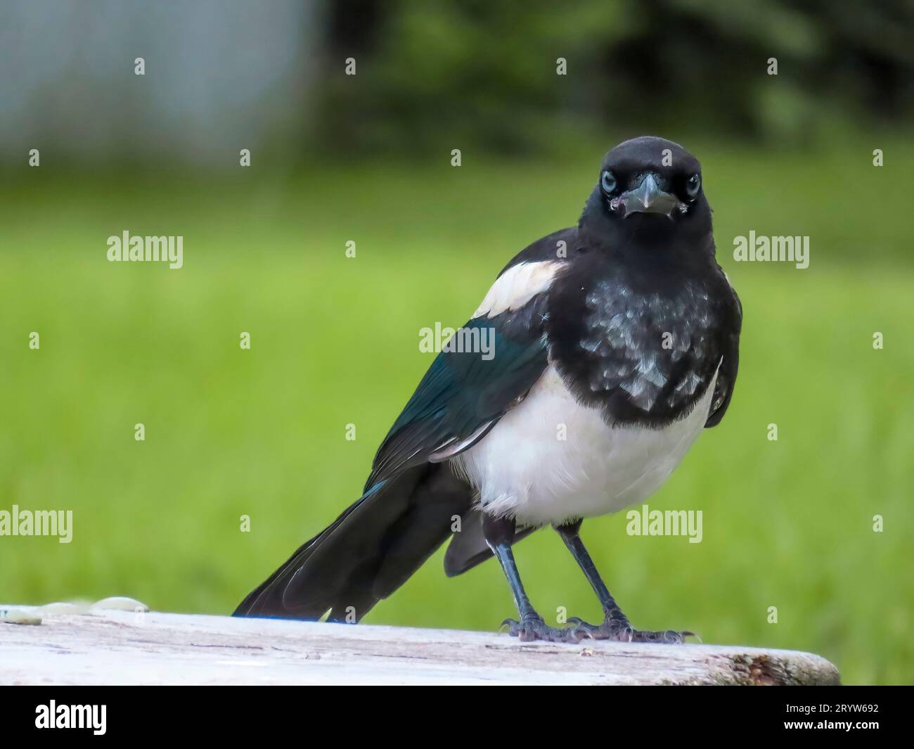 Typical plumage hi-res stock photography and images - Alamy