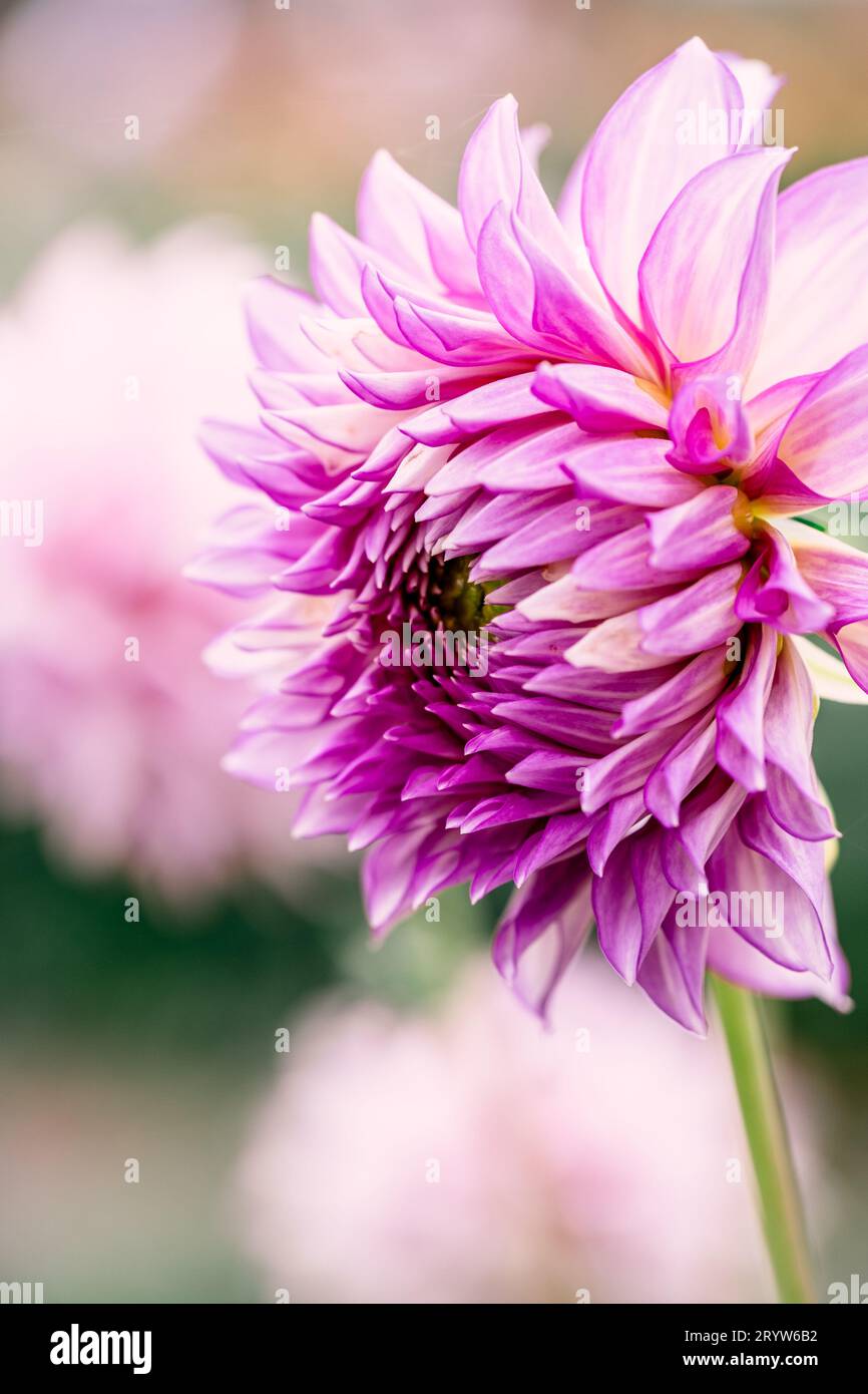 A vibrant Georgina flower stands proudly in the foreground, illuminated ...