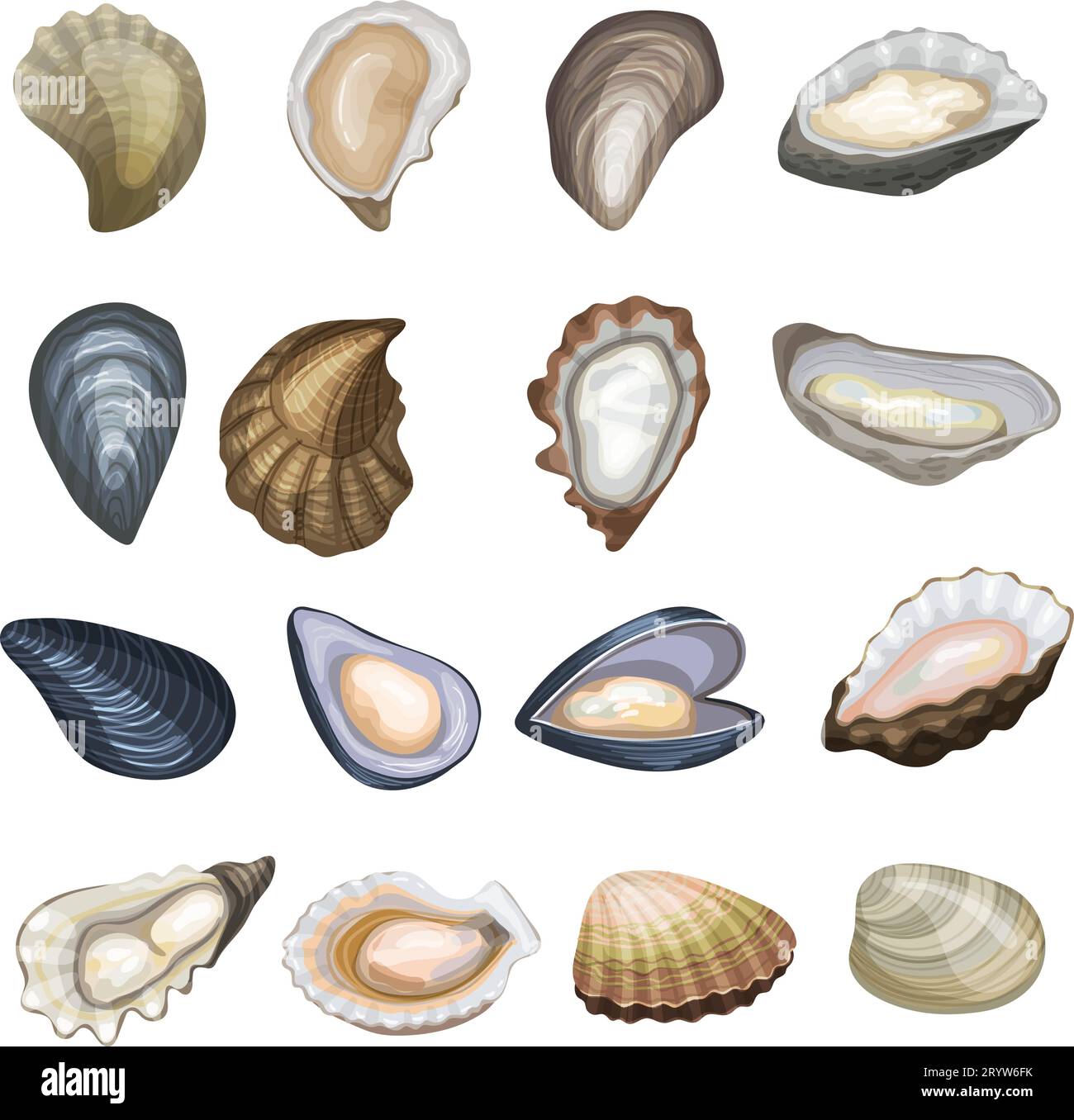 Oysters. Marine or ocean food exotic delicious shells recent vector ...