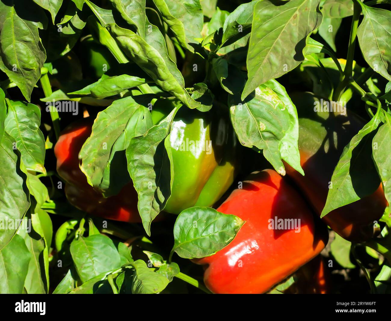 Multiple peppers hi-res stock photography and images - Alamy