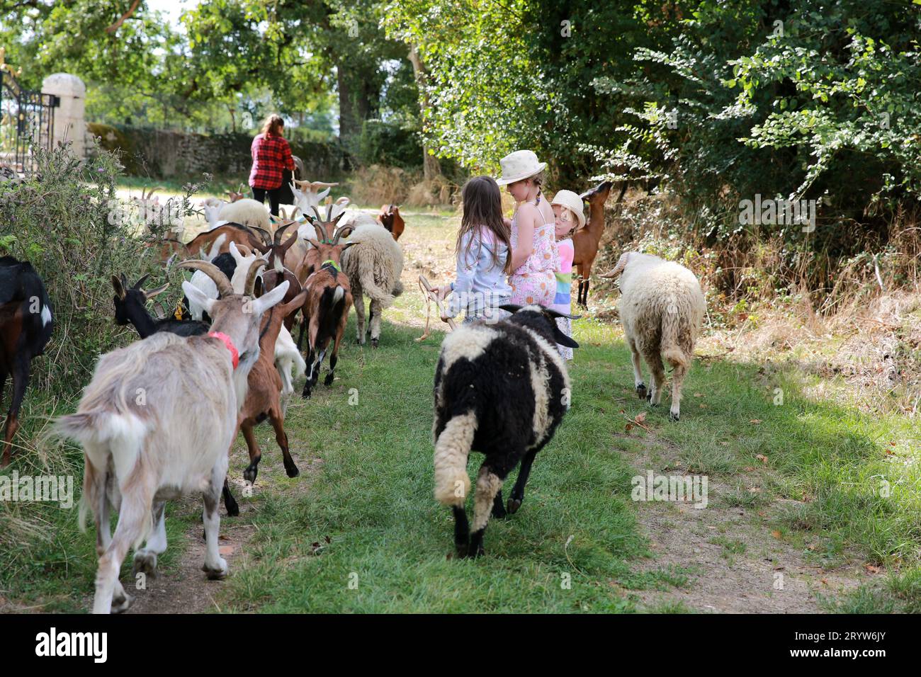 Walking with goats hi-res stock photography and images - Alamy