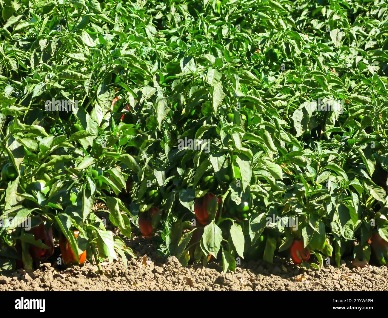 Multiple peppers hi-res stock photography and images - Alamy