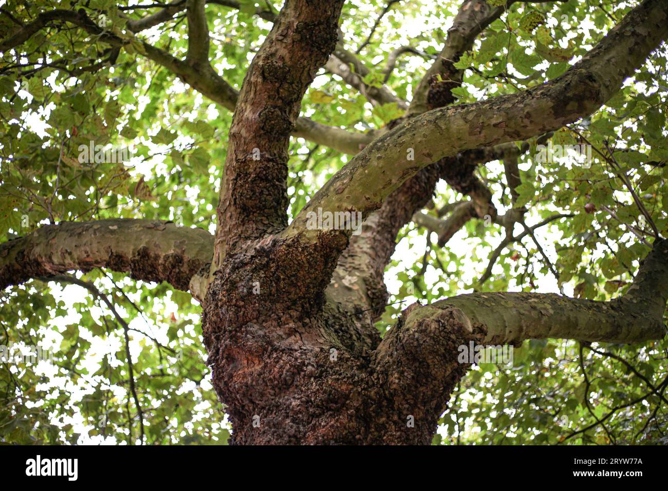 Large spreading tree hi-res stock photography and images - Alamy